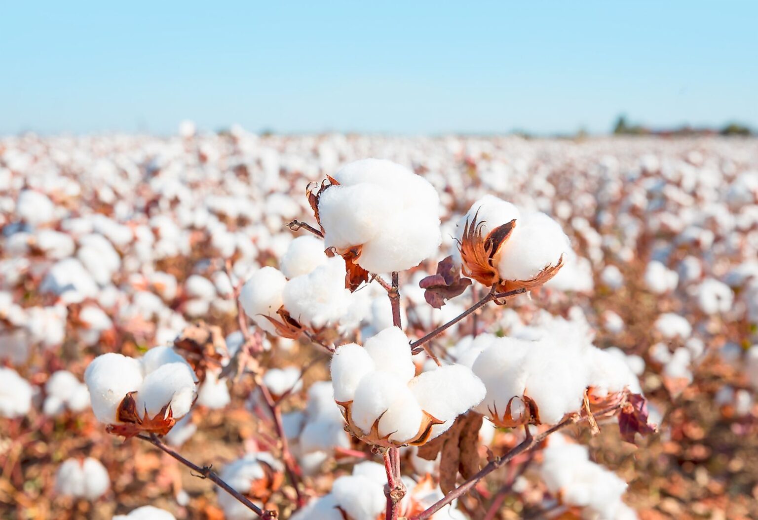 7 Ways To Hire Cotton Farm Workers - Optimbe Blog